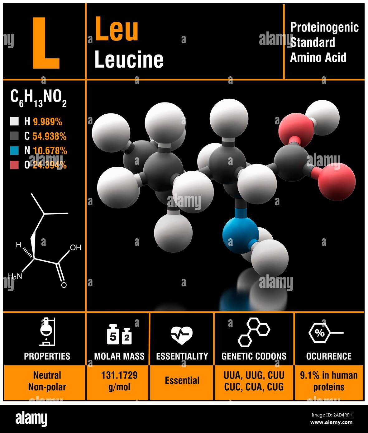 Computer artwork of the molecule of Leucine, an essential amino acid ...