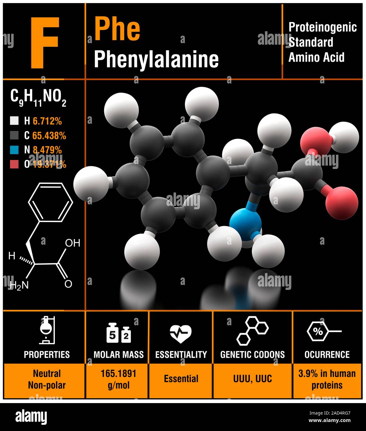 Computer artwork of the molecule of Phenylalanine, an essential amino ...