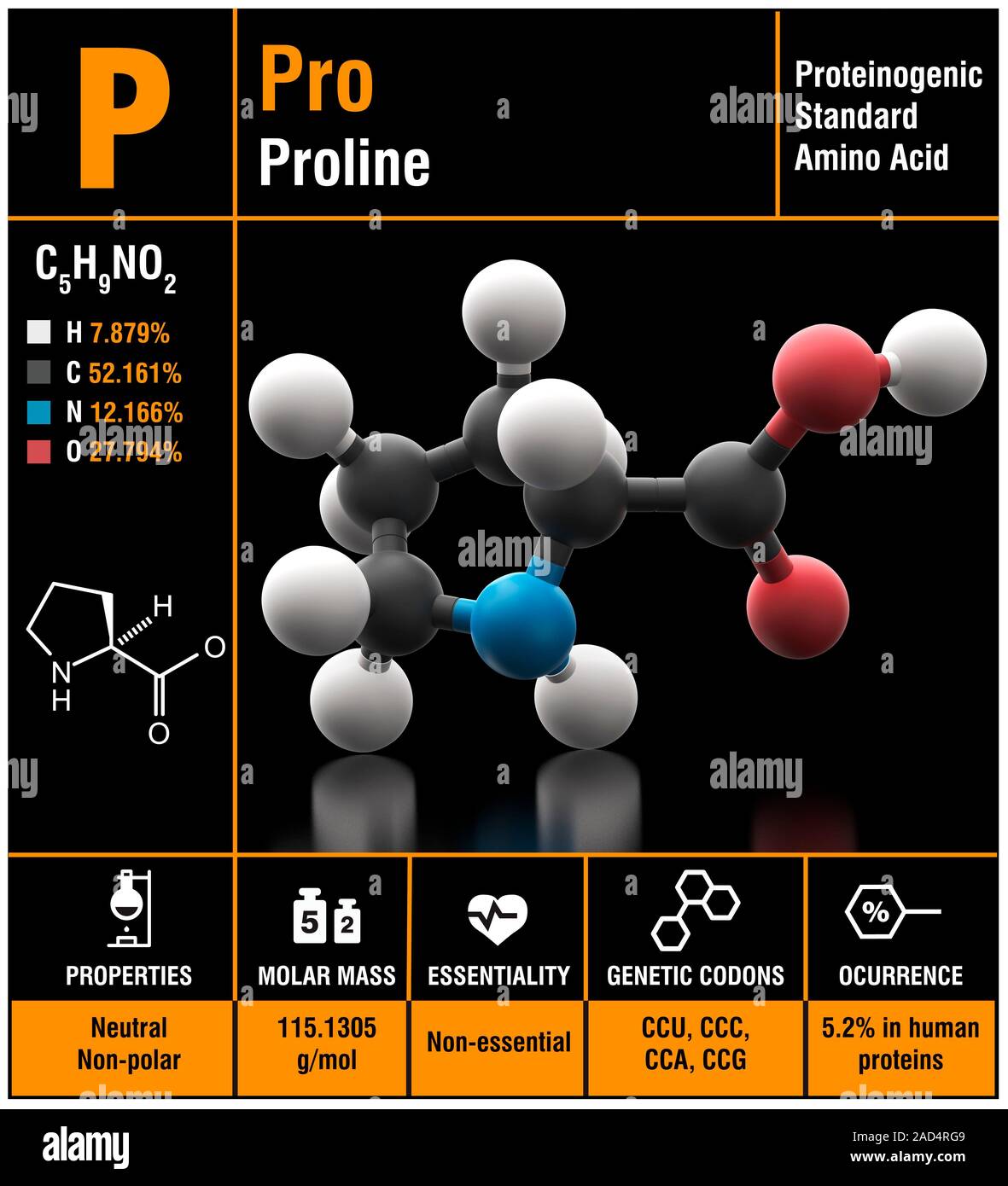 Computer artwork of the molecule of Proline, technically an amino acid ...