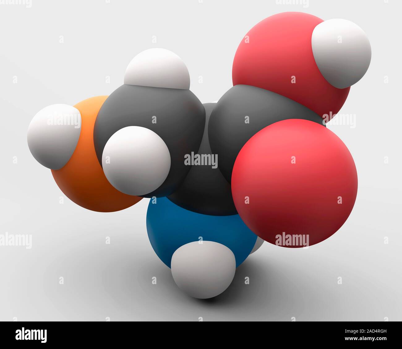 Molecular model of Selenocysteine (C3. H7. NO2. Se), a proteinogenic ...