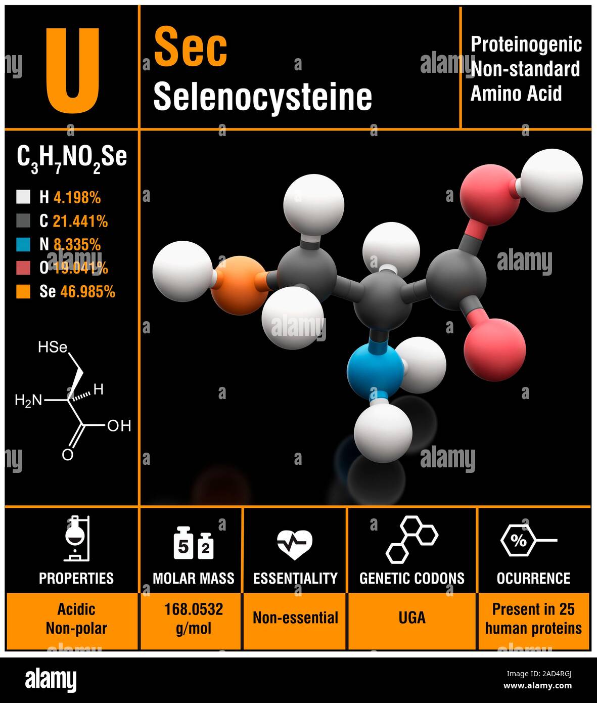 Molecular model of Selenocysteine (C3. H7. NO2. Se), a proteinogenic ...