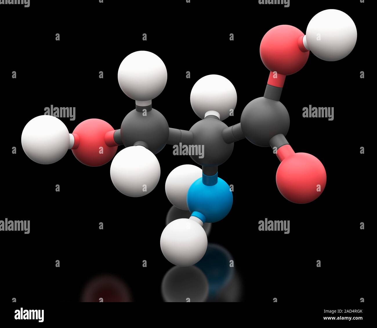 Molecular model of Serine (C3. H7. NO3), a proteinogenic non-essential ...