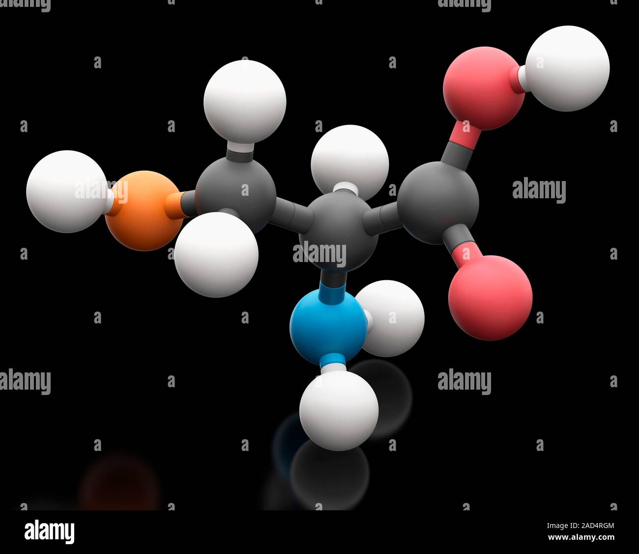 Molecular model of Selenocysteine (C3. H7. NO2. Se), a proteinogenic ...