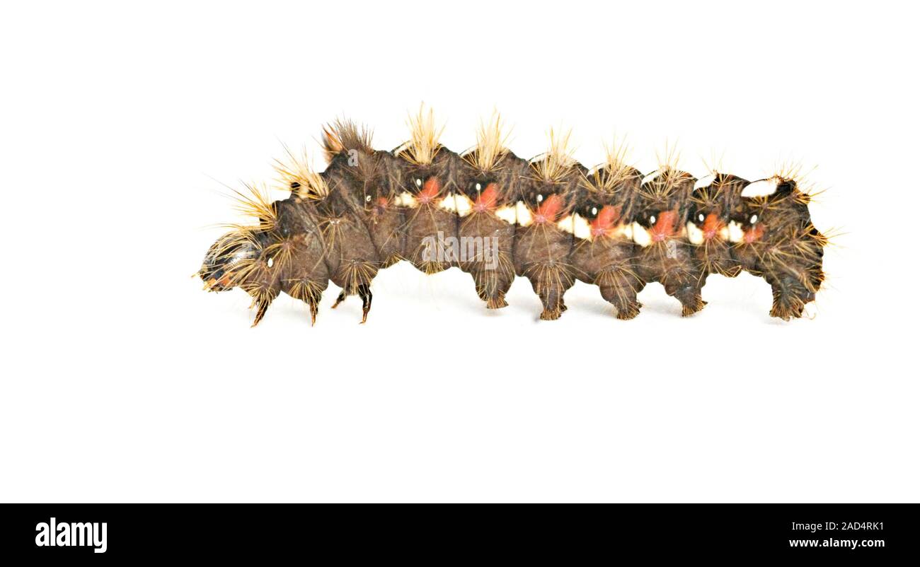 Caterpillar isolated on white background Stock Photo - Alamy