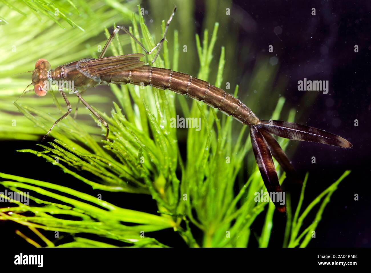 Damselfly larva (Lestes sponsa). Damselflies are close relatives of ...