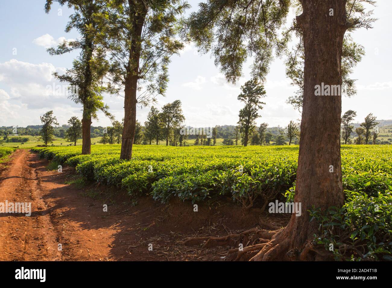 Tea plantations on the lower slopes of Mount Mulanje in Malawi Stock ...
