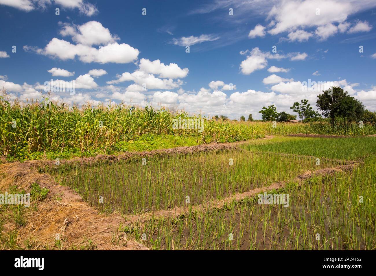 Maize crops and rice in Malawi Stock Photo - Alamy