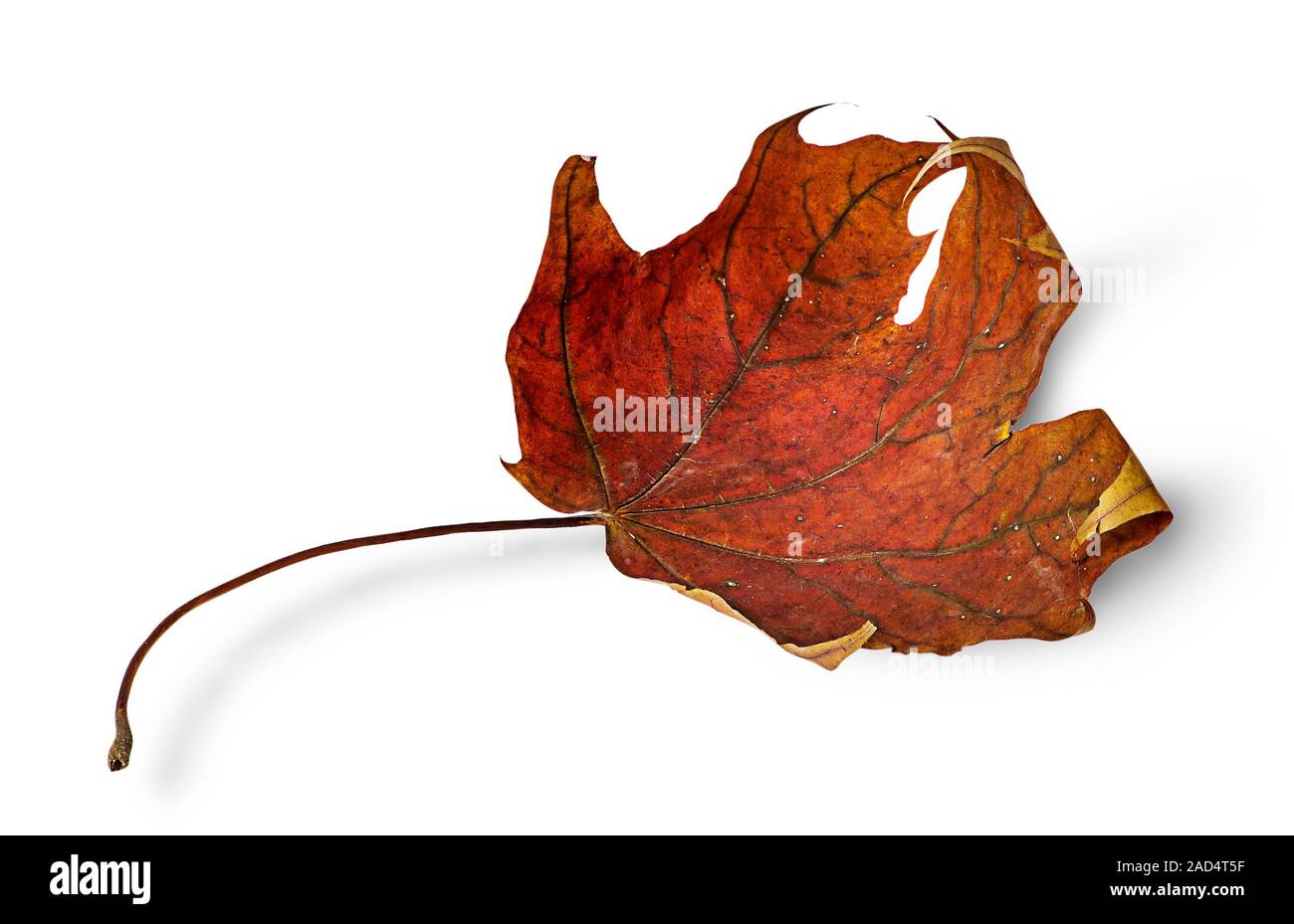 Dry maple leaf with curled edges horizontally Stock Photo - Alamy