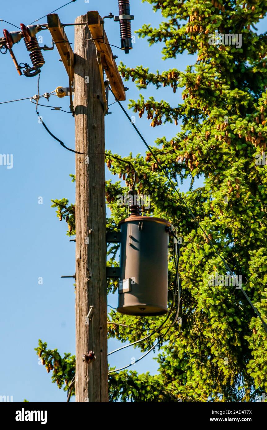 Old wood power pole with a large transformer in front of a large pine ...