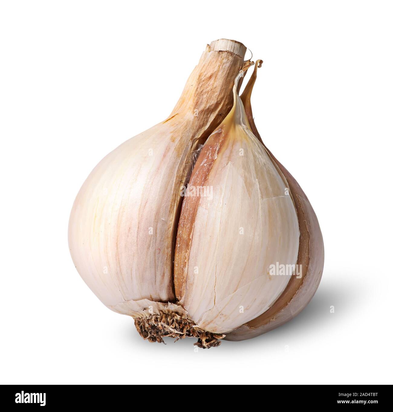 Single garlic bulb Stock Photo - Alamy