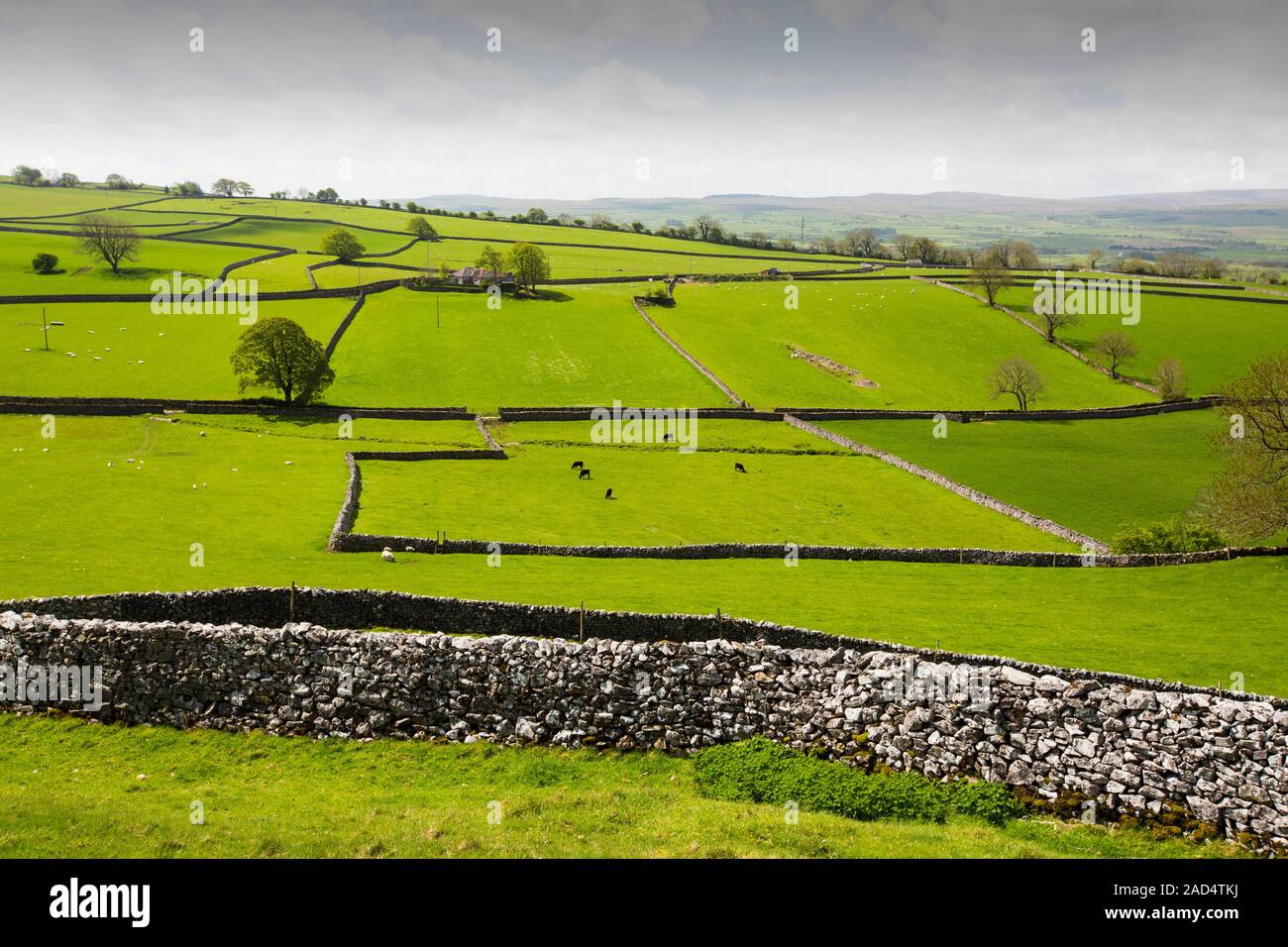 Field boundaries between Feizor and Austwick in the Yorkshire Dales, UK ...