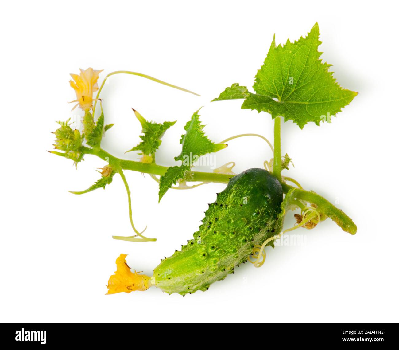 Cucumber young leaves hi-res stock photography and images - Alamy