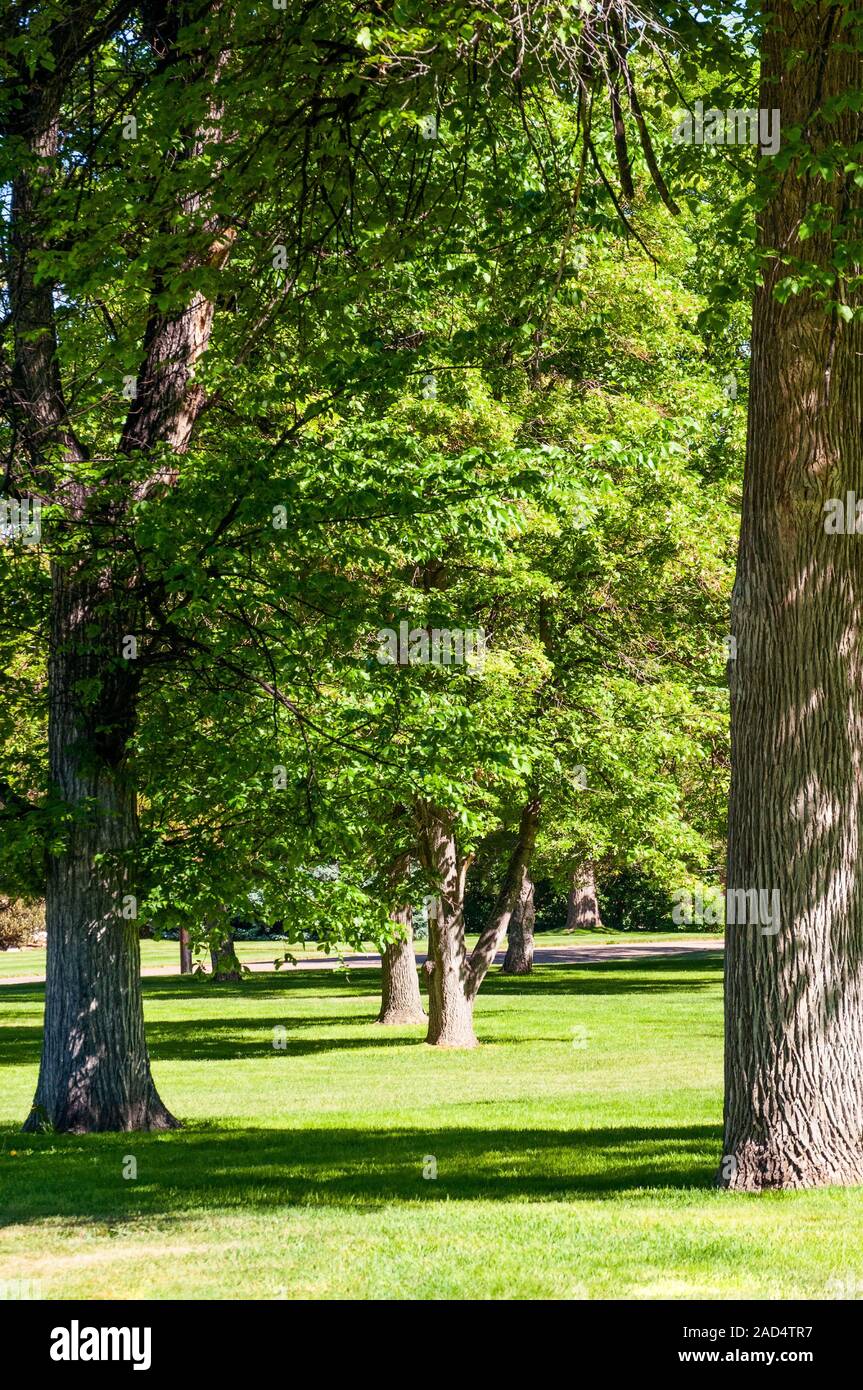 Large deciduous trees hi-res stock photography and images - Alamy