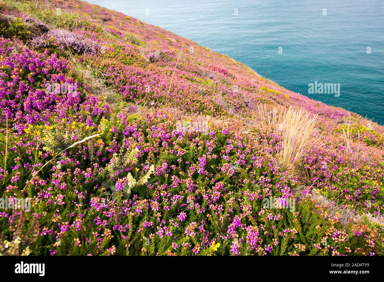 Bell Heather (Erica cinerea) and Common Heather (Calluna vulgaris ...
