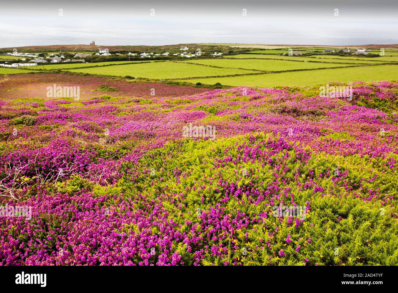 Bell Heather (Erica cinerea) and Common Heather (Calluna vulgaris ...