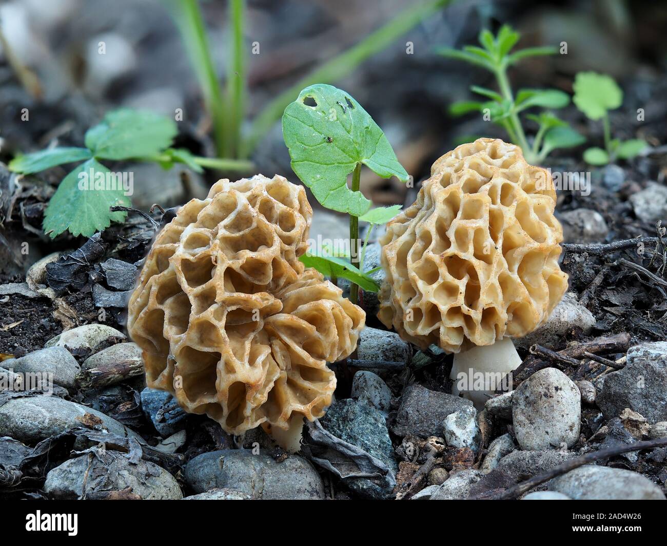 Common morel, Yellow morel, morchella esculenta Stock Photo - Alamy