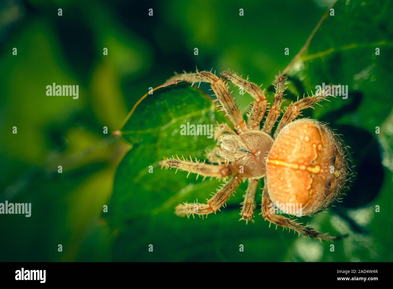Big orange spider on green leaf with blurred background Stock Photo - Alamy