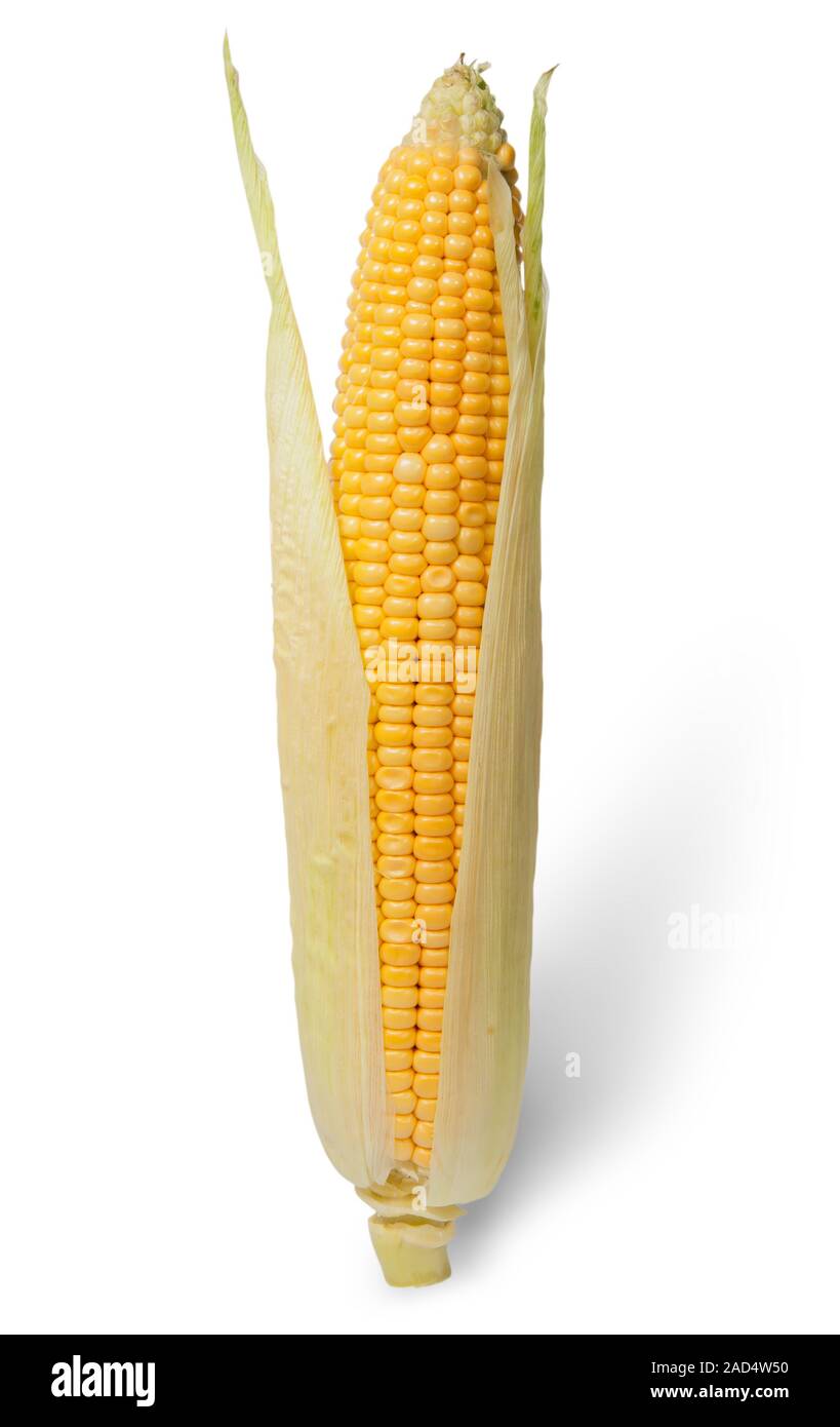Purified ear of corn with leaves Stock Photo - Alamy