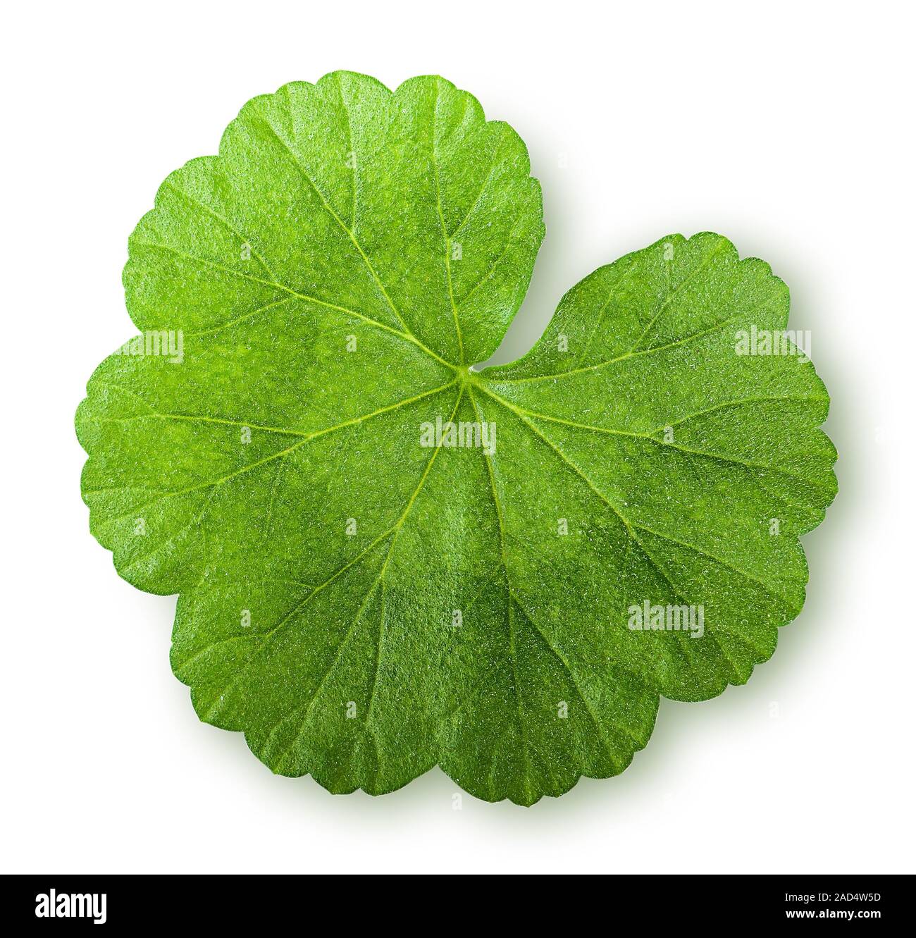 Green leaf top Cut Out Stock Images & Pictures - Alamy