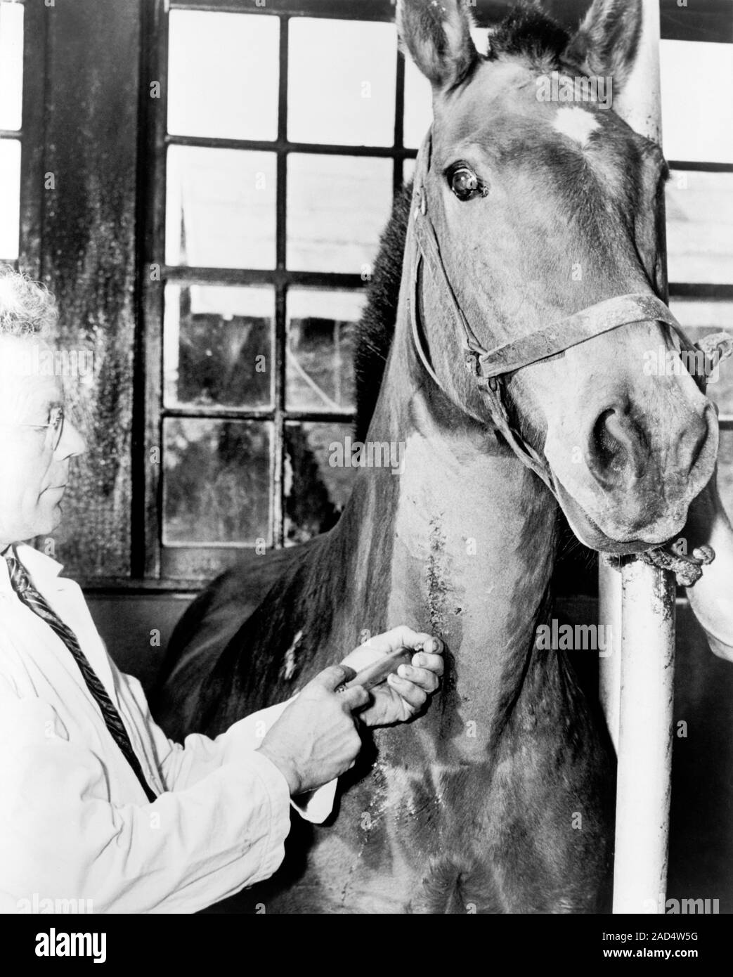 Diphtheria vaccine production. Biologist in the 1940s injecting a horse ...
