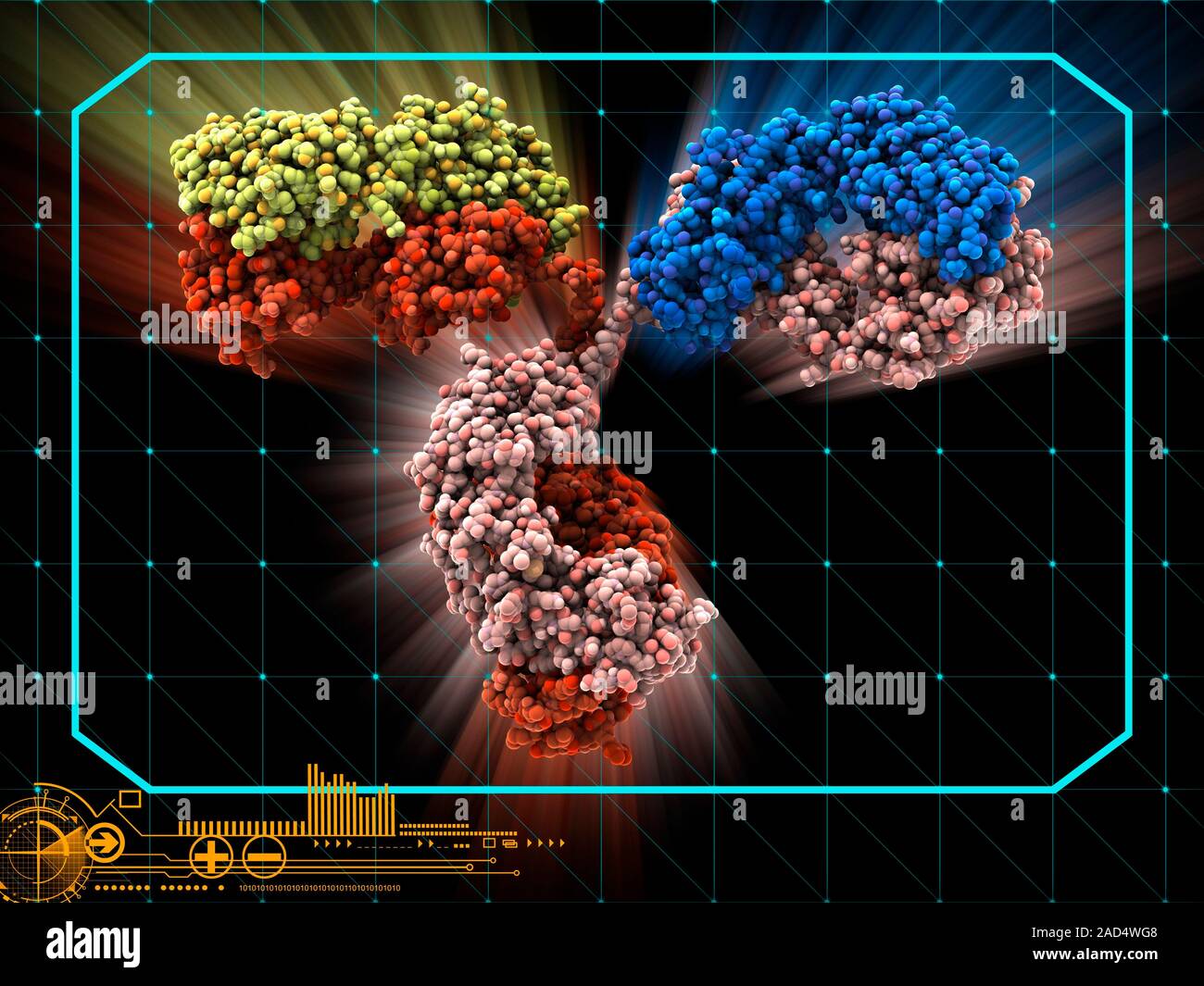 Bevacizumab. Molecular model of the drug bevacizumab. This drug, sold ...