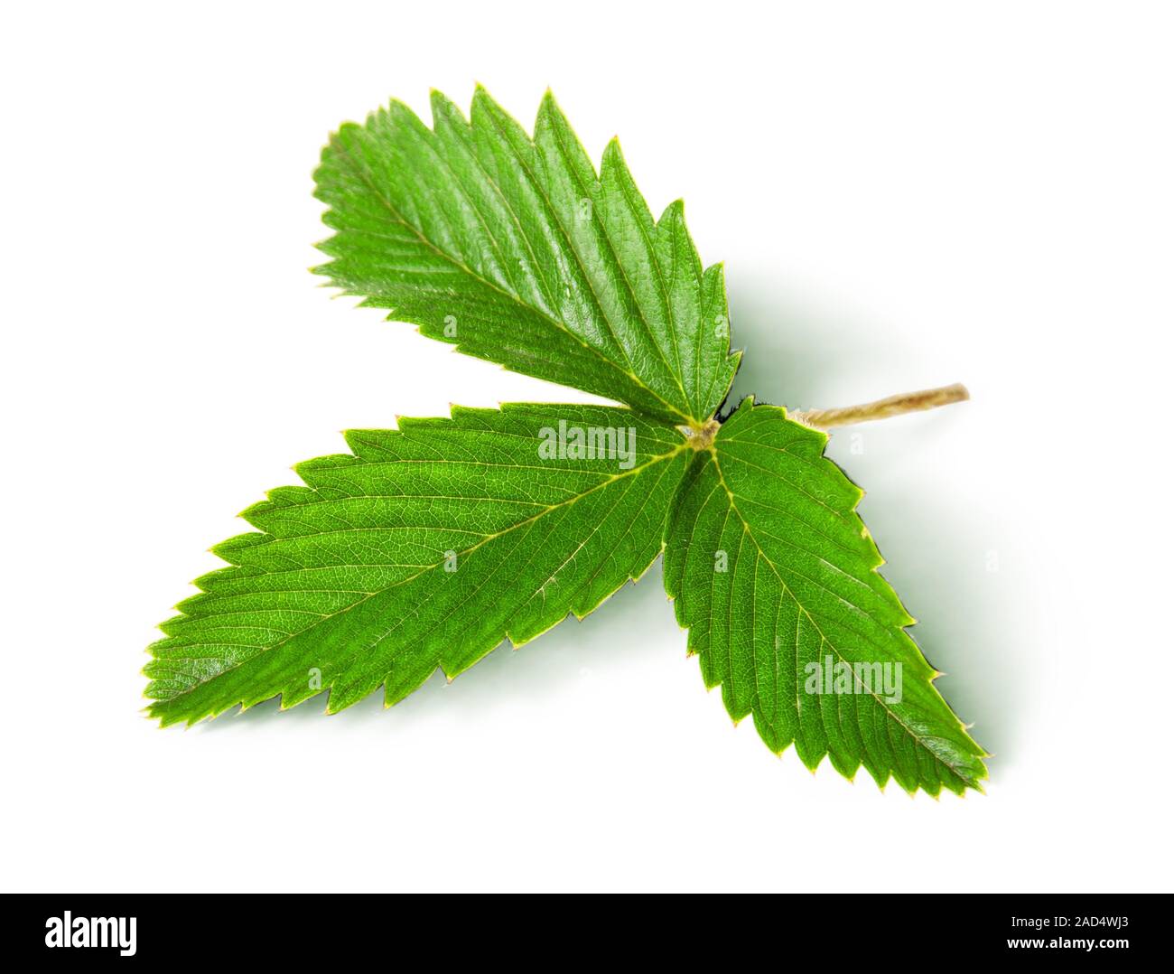Wild strawberry leaf Stock Photo - Alamy