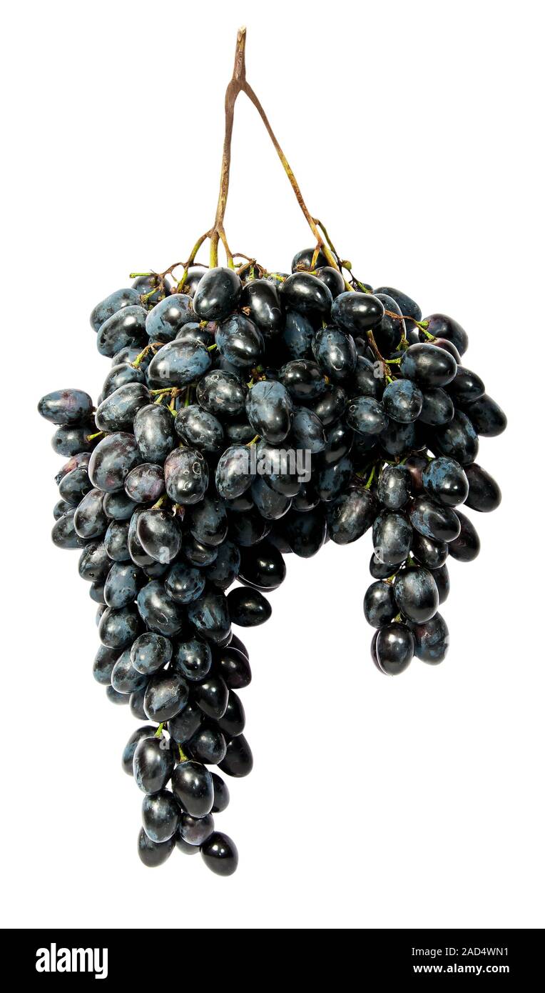 Hangs down a bunch of dark grapes Stock Photo - Alamy