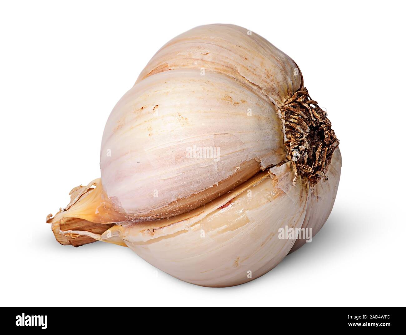 Single garlic bulb lying on the side Stock Photo - Alamy