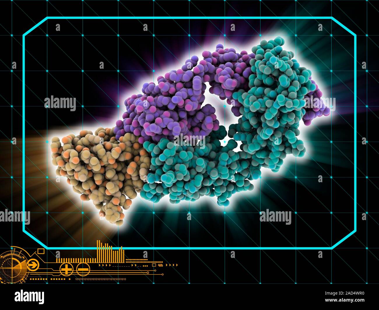 Pembrolizumab. Molecular model of the drug pembrolizumab. This drug ...
