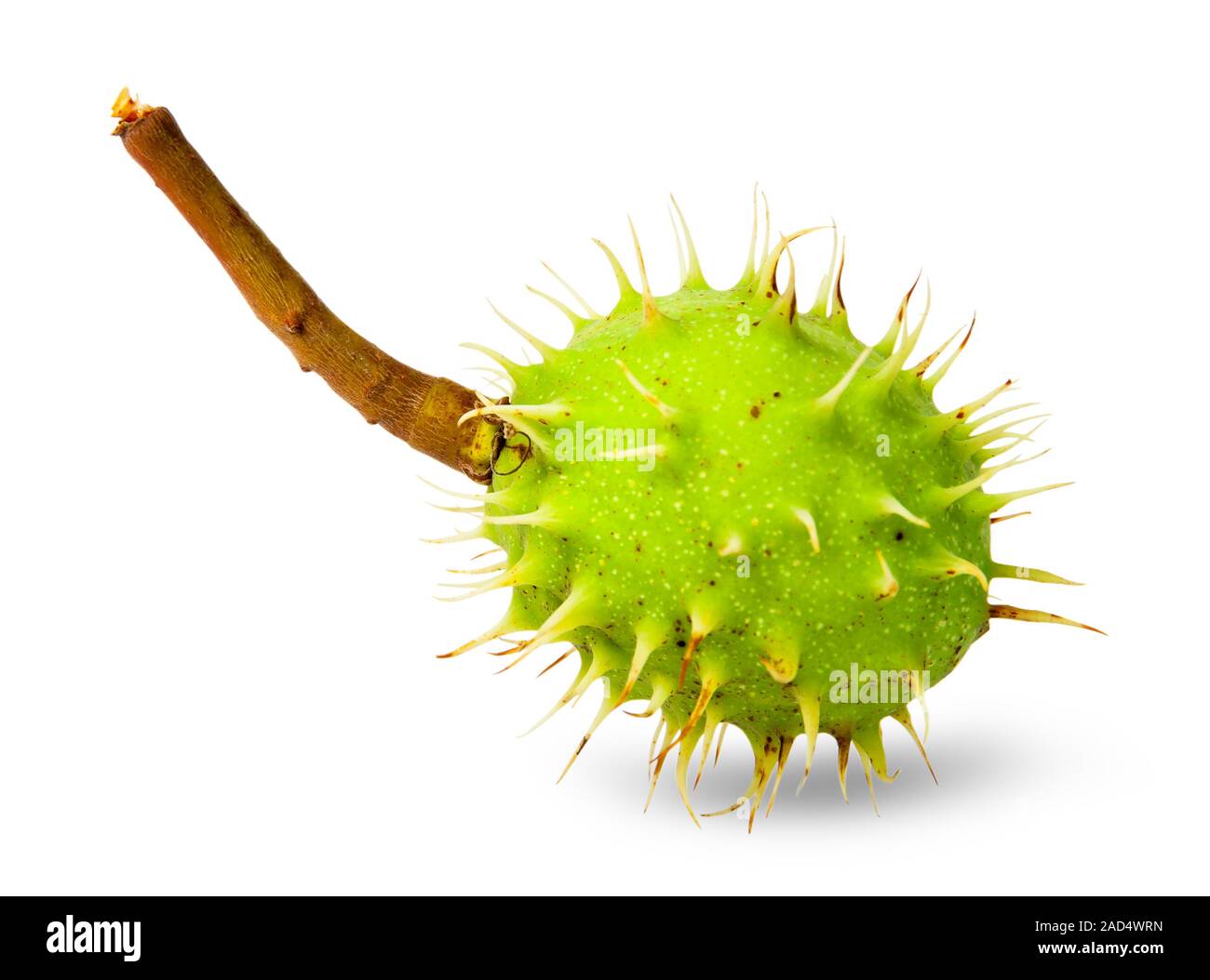 Green chestnut in the rind Stock Photo - Alamy