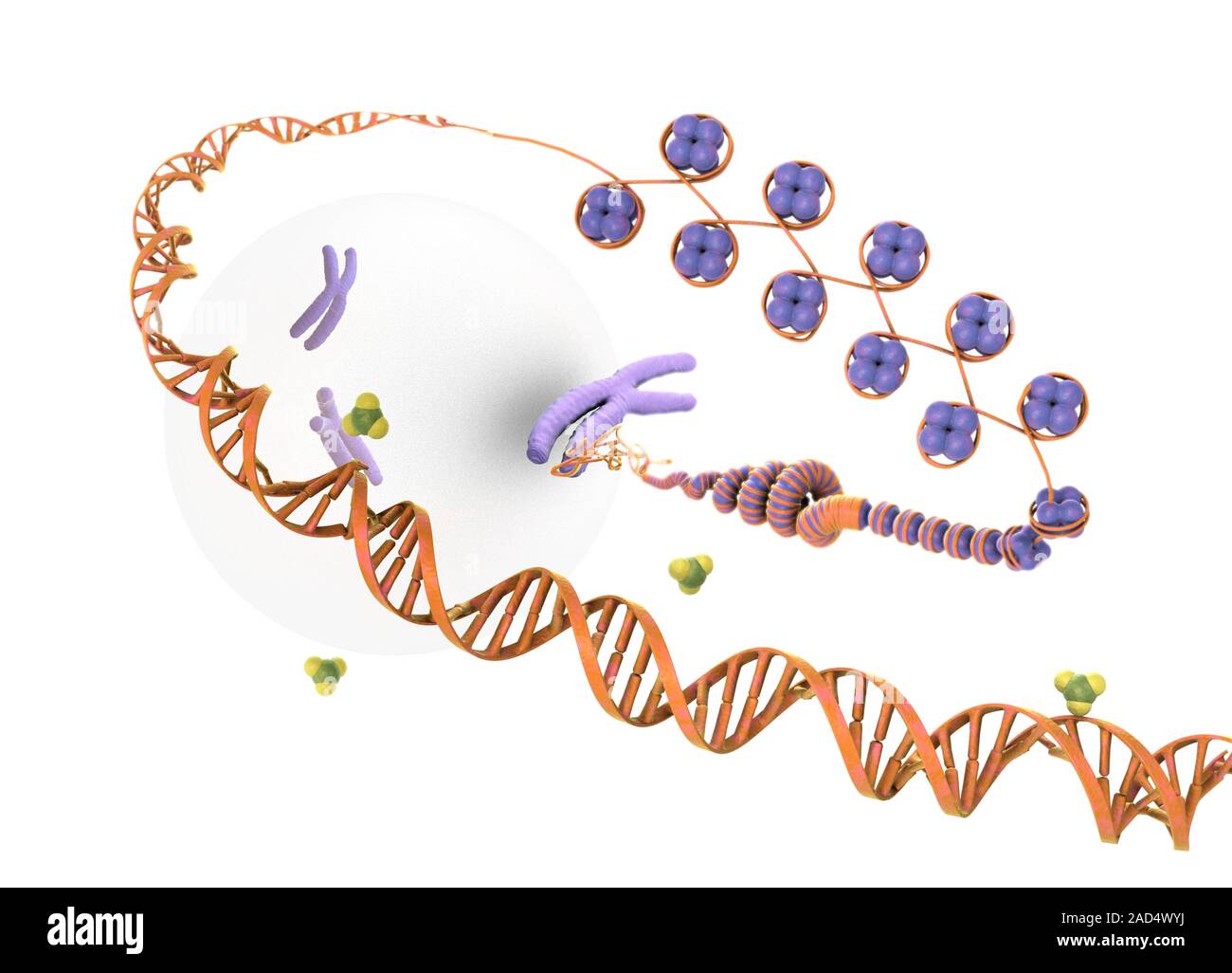 Cellular DNA and epigenetics. Illustration of the packaging of ...