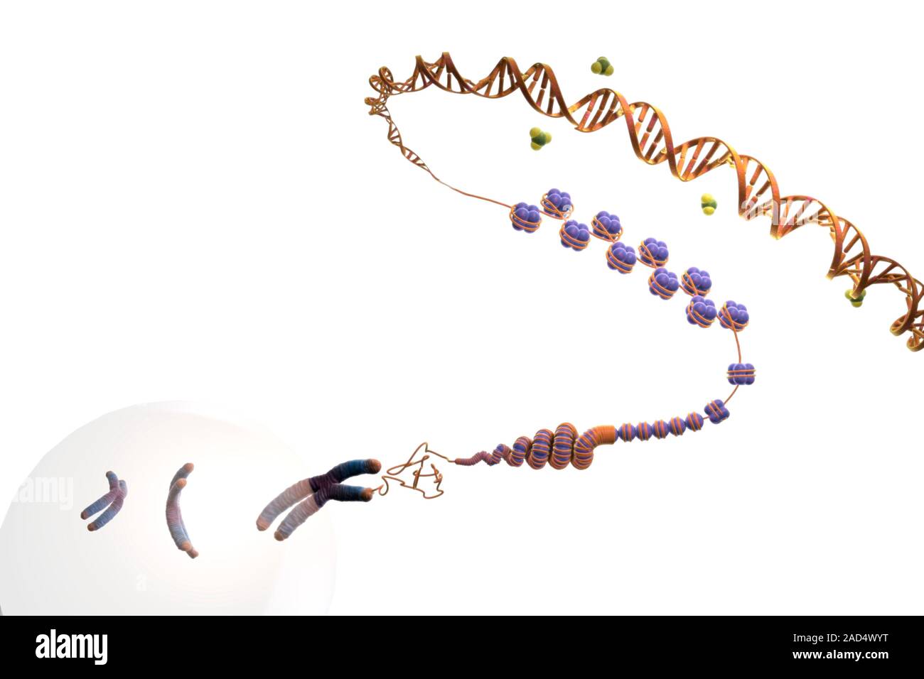 Cellular DNA and epigenetics. Illustration of the packaging of ...