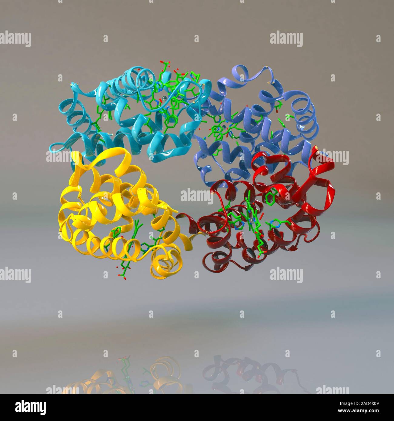 Haemoglobin, molecular model. This molecule transports oxygen around ...