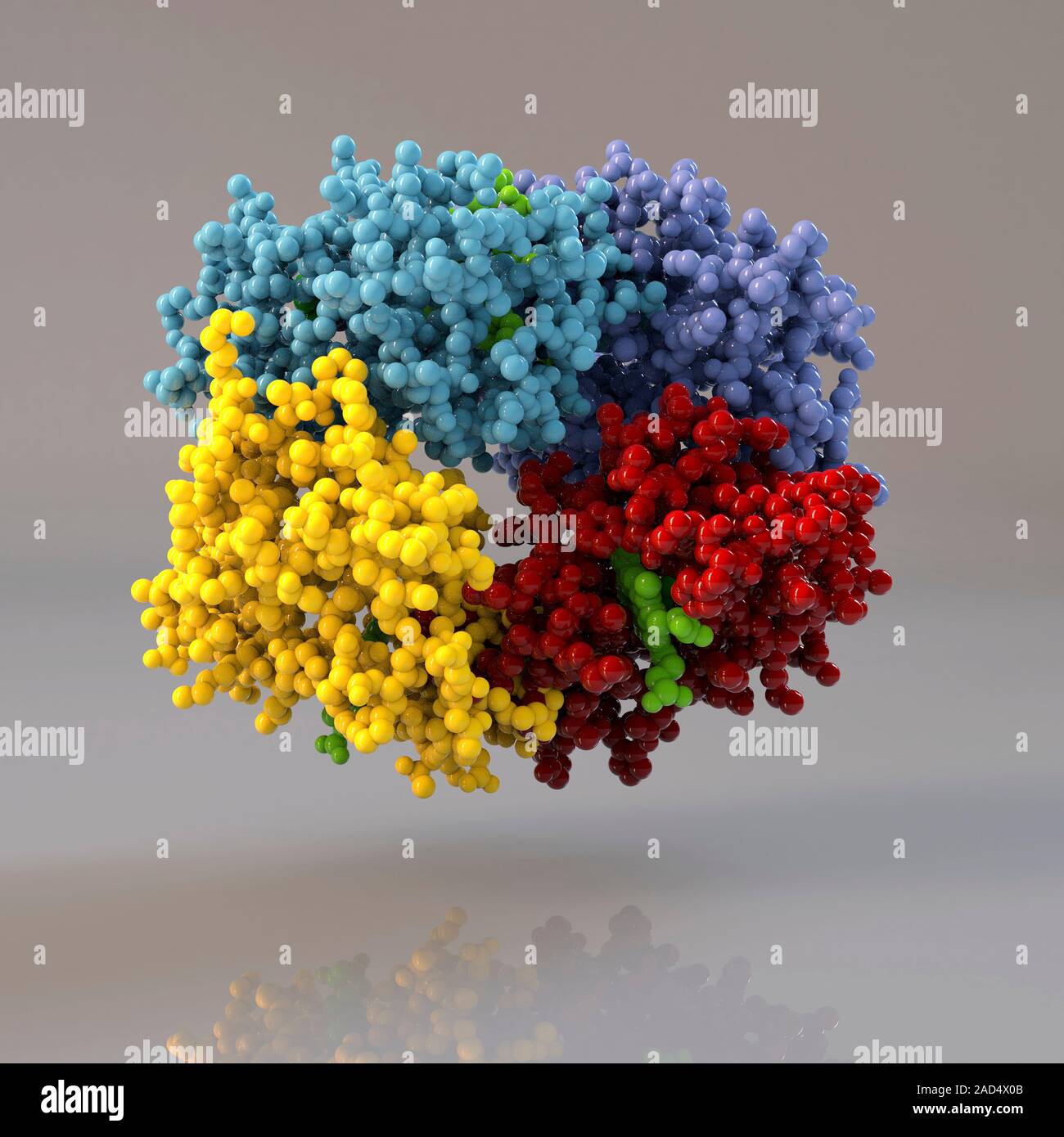 Haemoglobin, molecular model. This molecule transports oxygen around ...