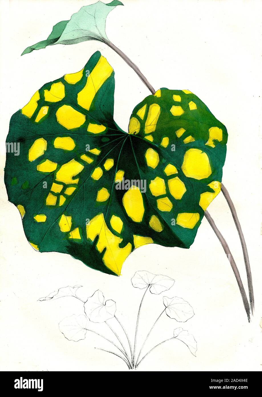 Green leopard plant (Farfugium japonicum), 19th-century illustration ...
