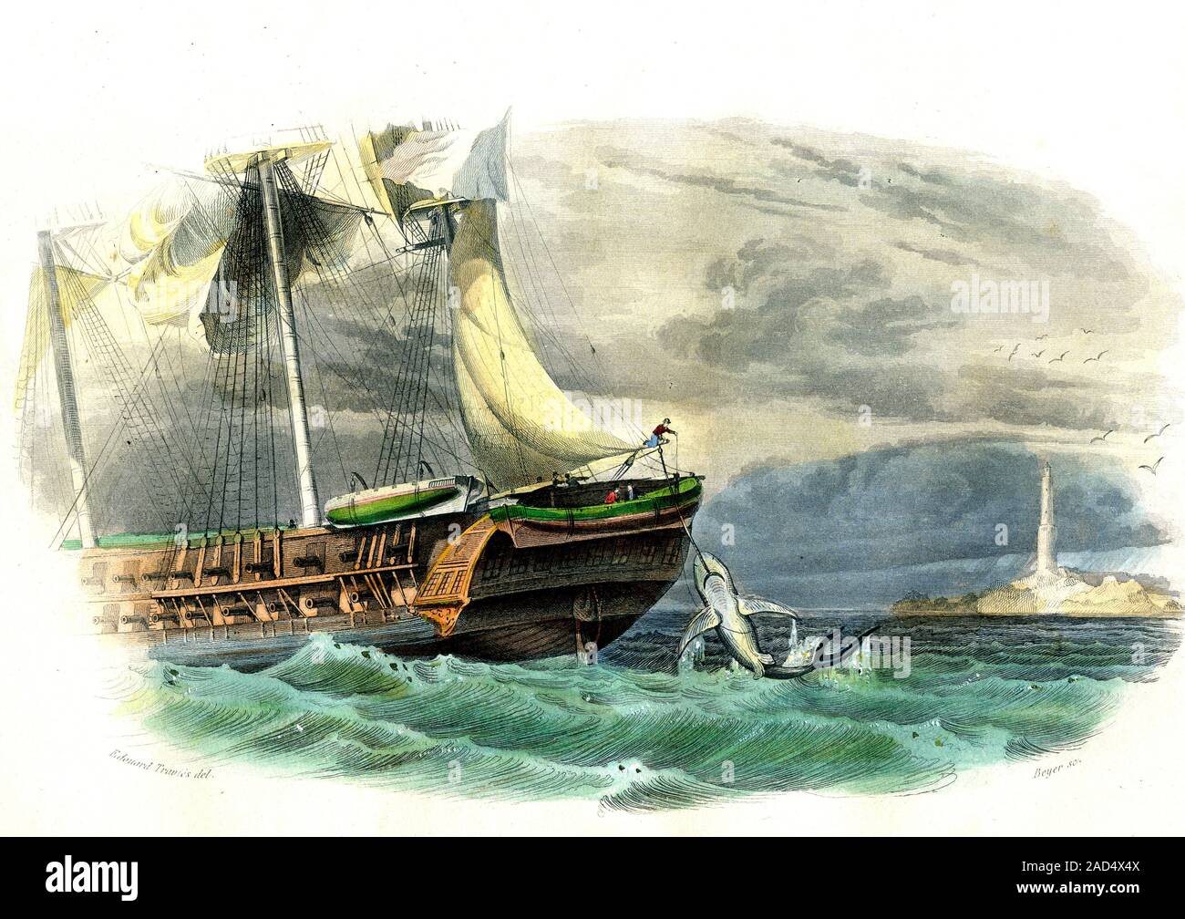 Shark fishing. 19th-century illustration of a sailors on a sailing ship ...