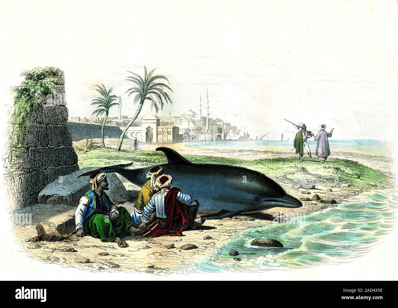 Beached common dolphin (Delphinus delphis) on a tropical coastline of ...