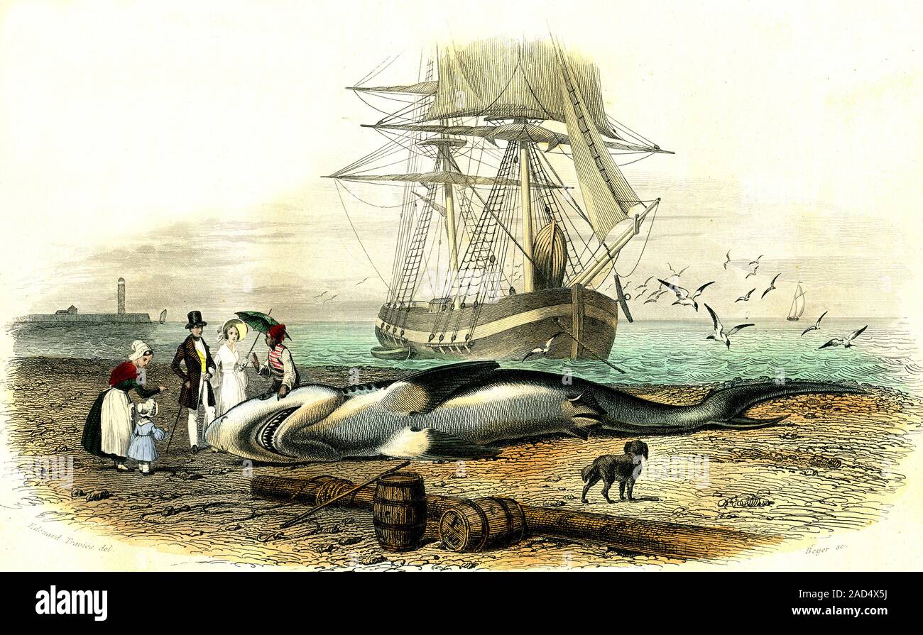 Beached great white shark (Carcharodon carcharias), 19th-century ...