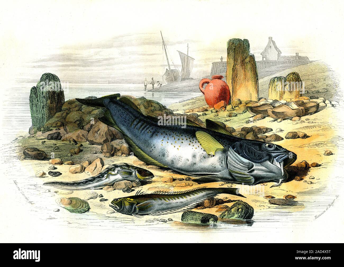 Cod and other fish, 19th-century illustration. The large fish is an ...