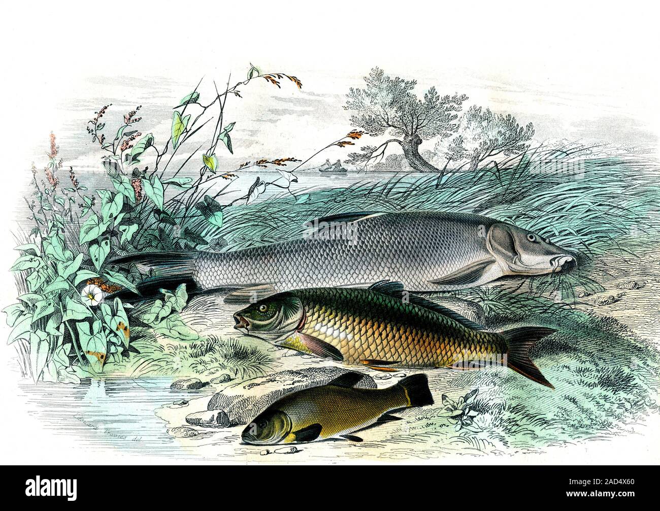 Barbel and other fish, 19th-century illustration. The largest fish (top ...