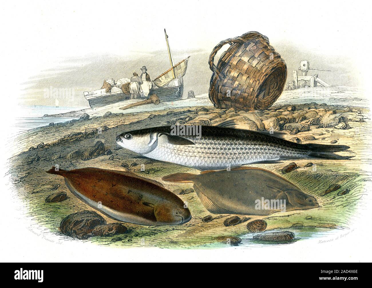Mullet and other fish, 19th-century illustration. The large fish at top ...