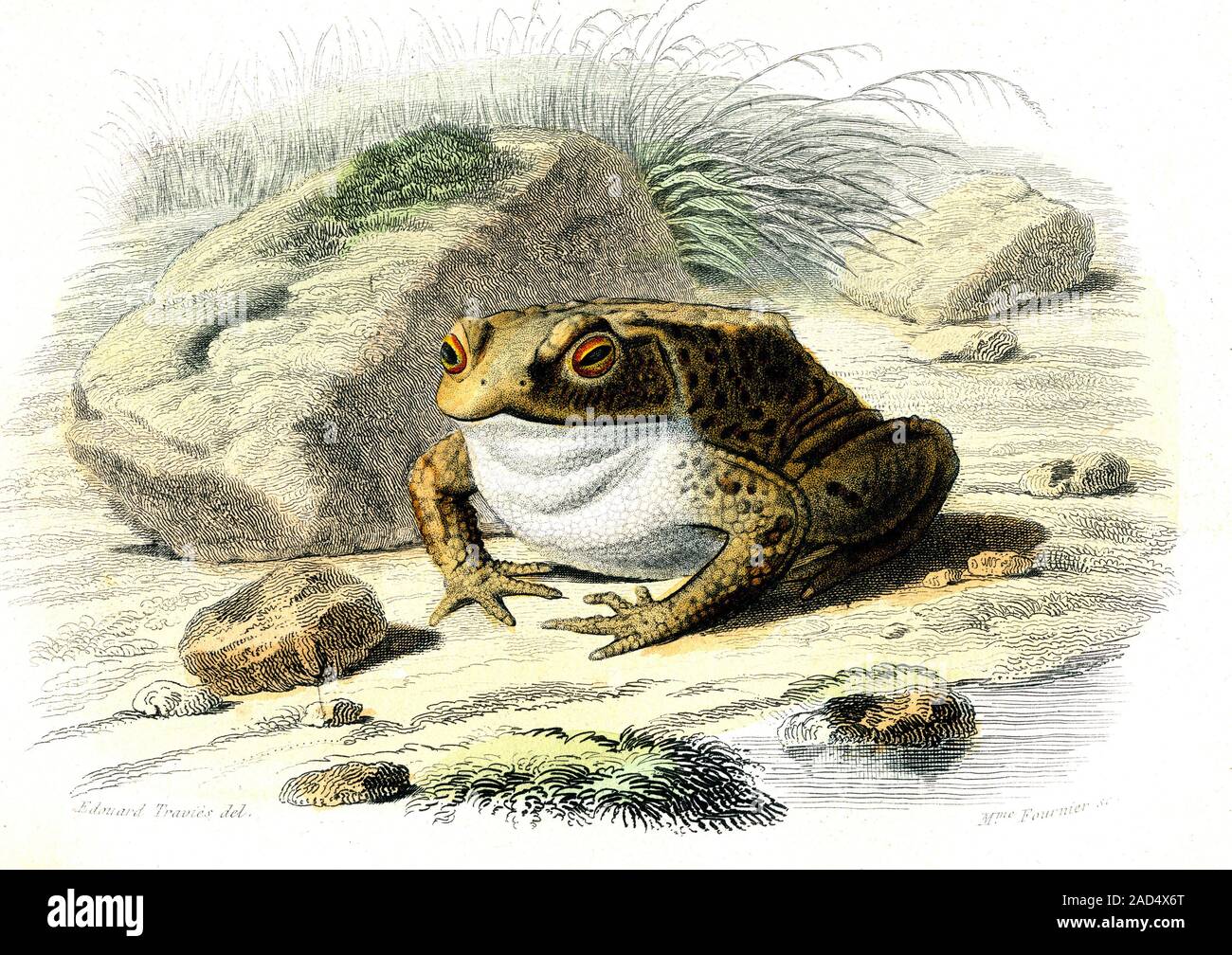 Common toad (Bufo bufo), 19th-century illustration. This artwork dates ...
