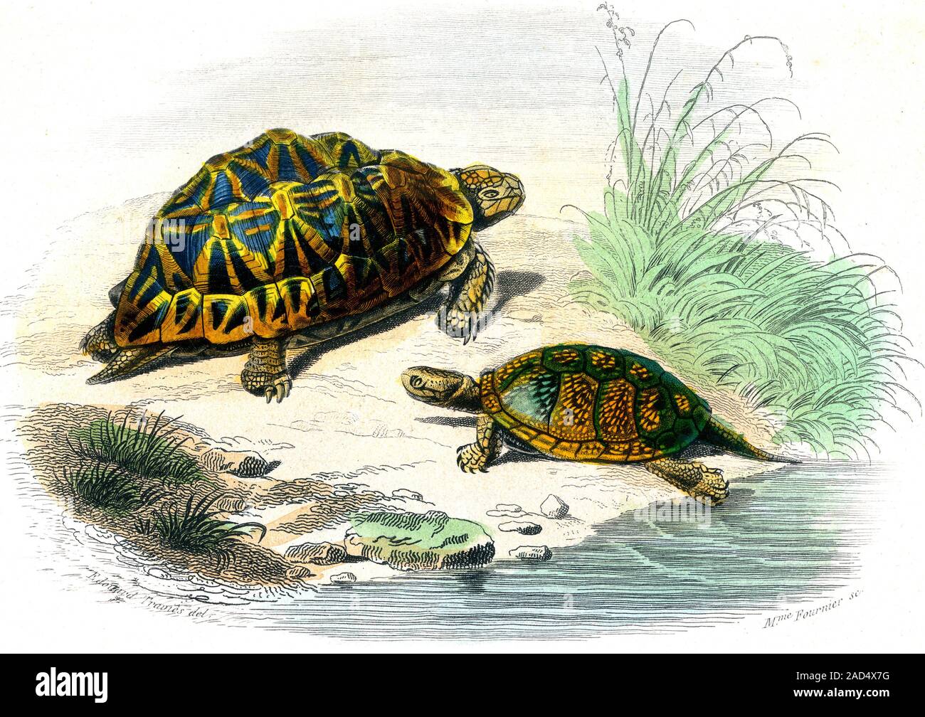 Tortoises, 19th-century illustration. At upper left is a geometric ...
