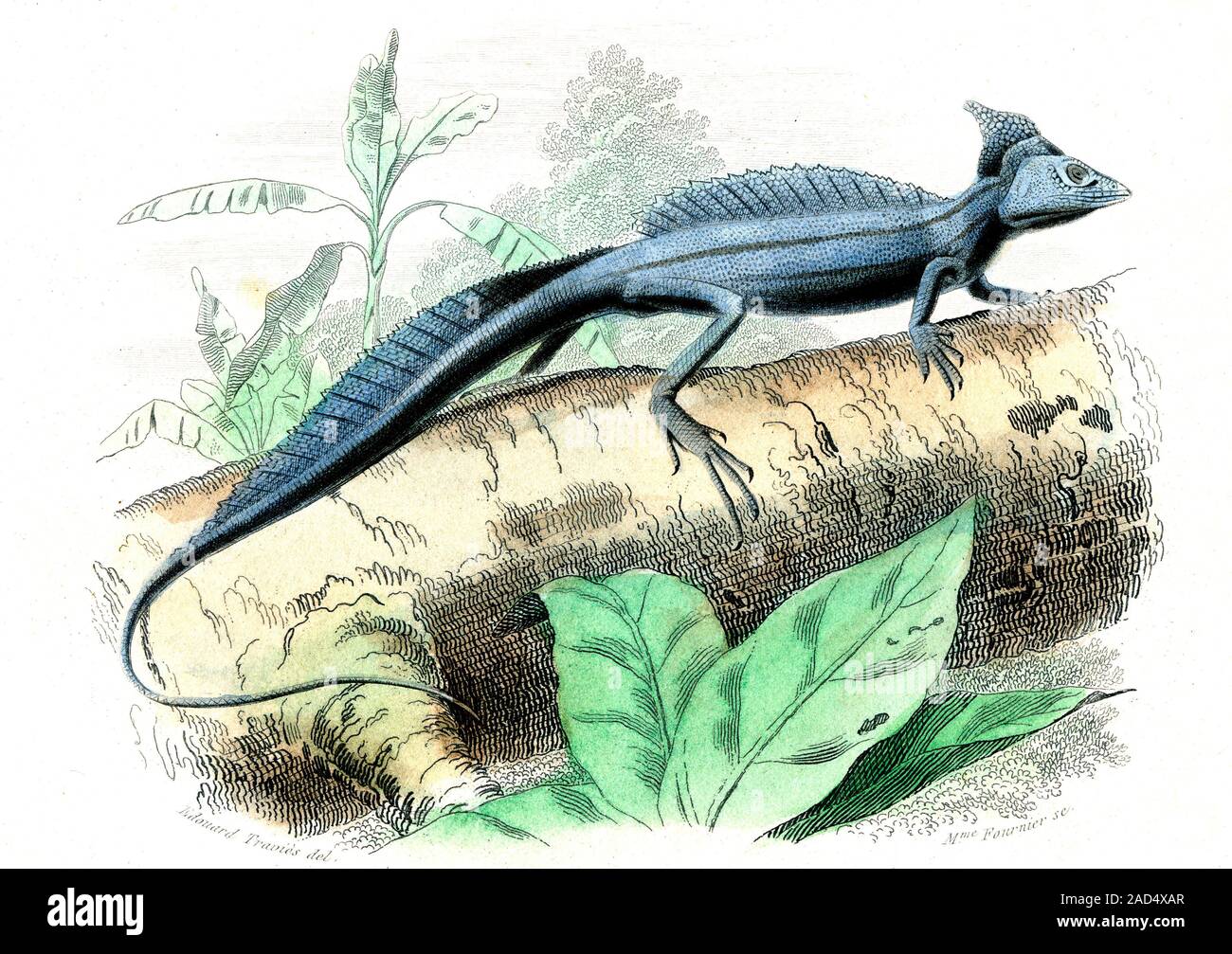 Common basilisk (Basiliscus basiliscus), 19th-century illustration ...