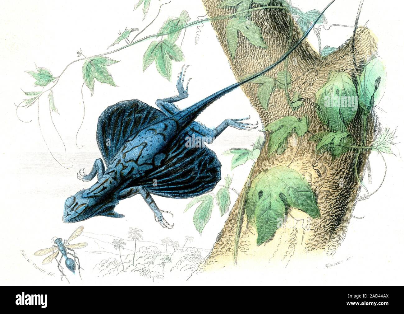 Common gliding lizard (Draco sumatranus), 19th-century illustration ...