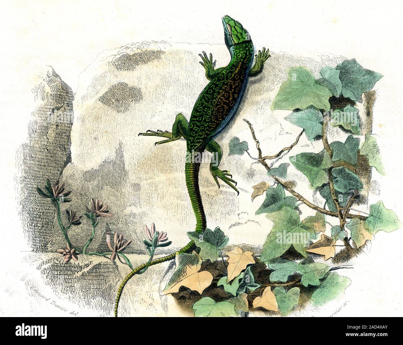 Ocellated lizard (Timon lepidus), 19th-century illustration. This ...