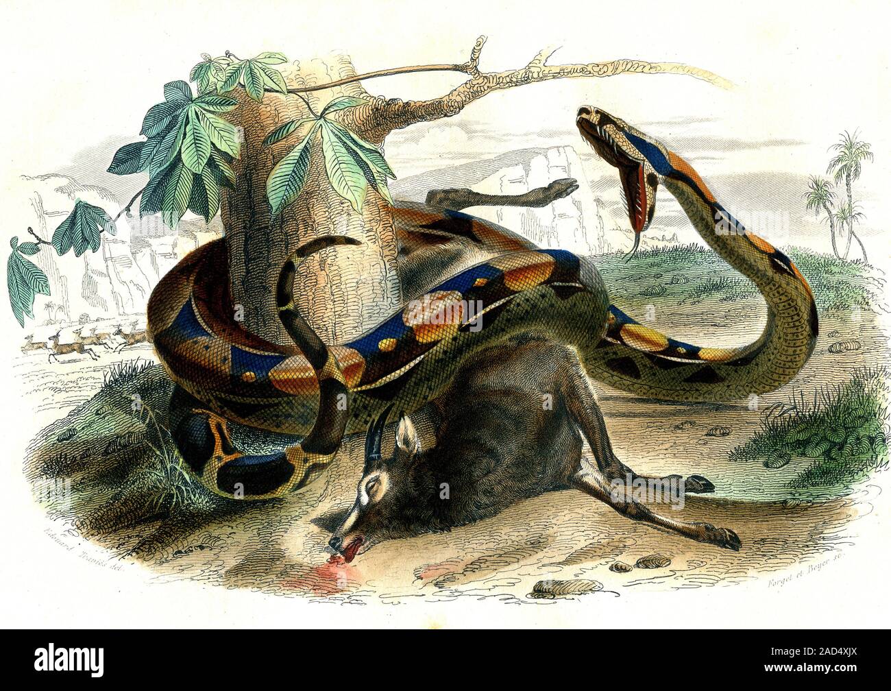 Boa constrictor (Boa constrictor) with prey it has killed, 19th-century ...