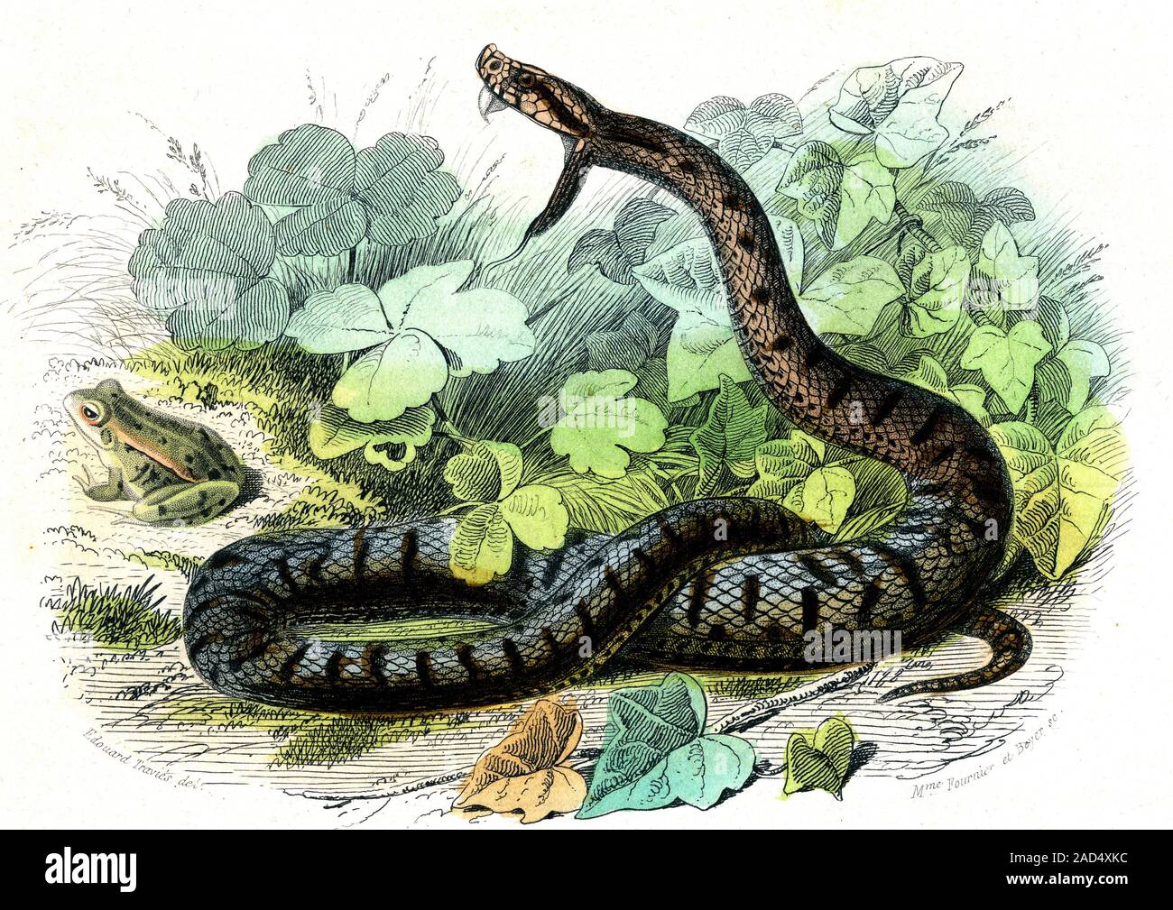 European asp (Vipera aspis) with its prey, 19th-century illustration ...