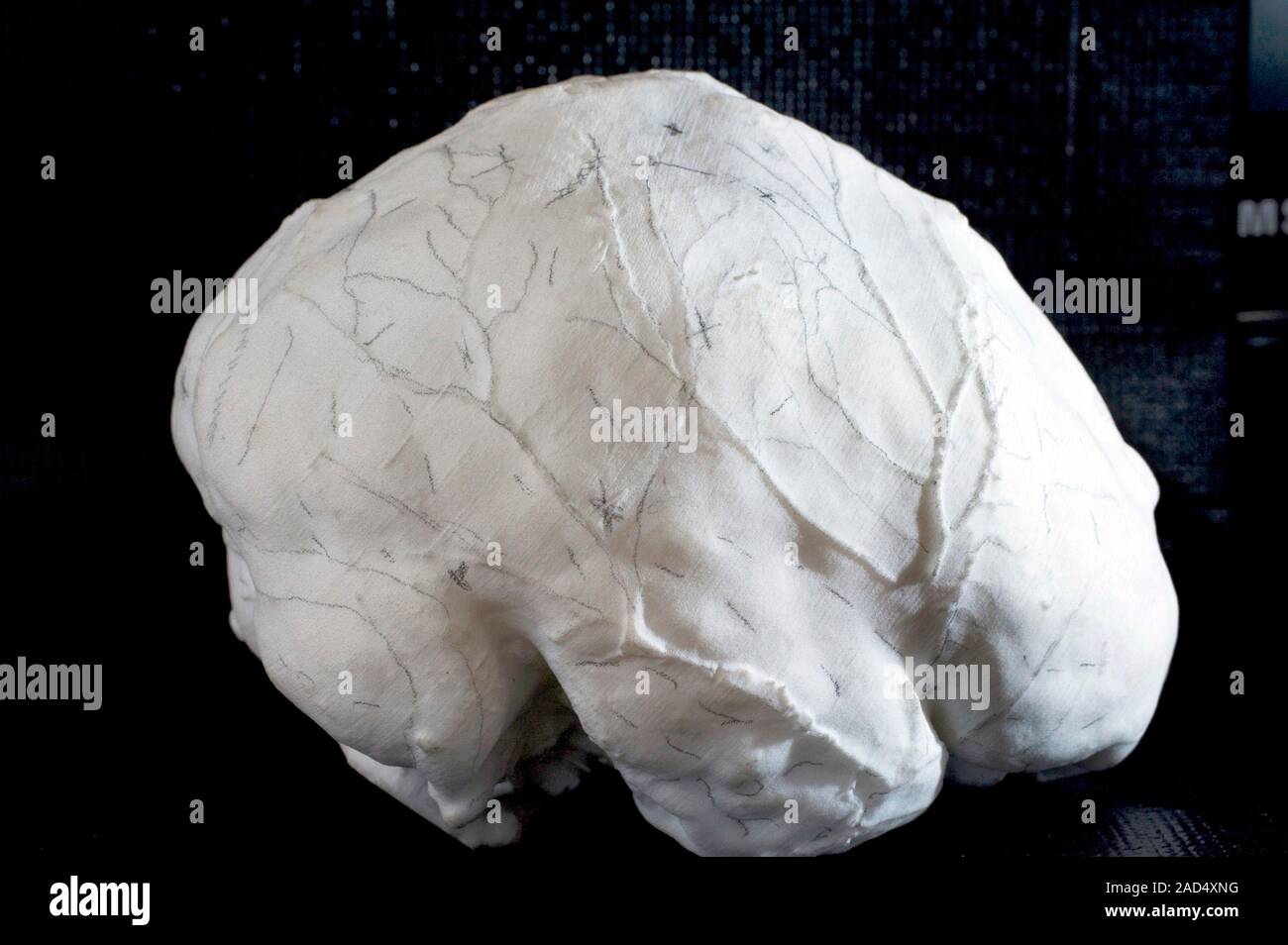 Cro-Magnon fossil skull endocast. This is the endocast of the Cro ...