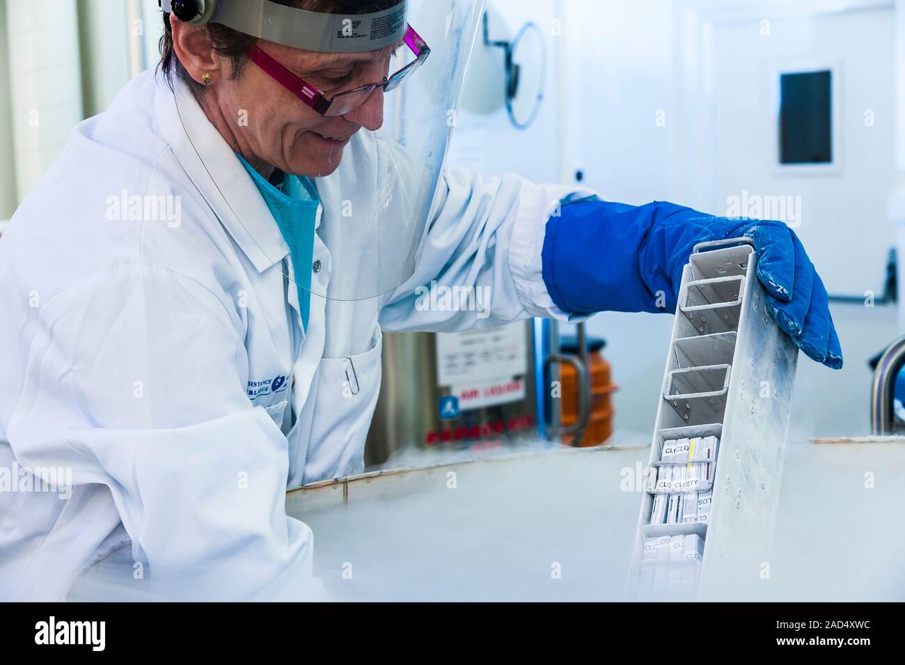 Blood product storage. A technician handles umbilical cord blood ...